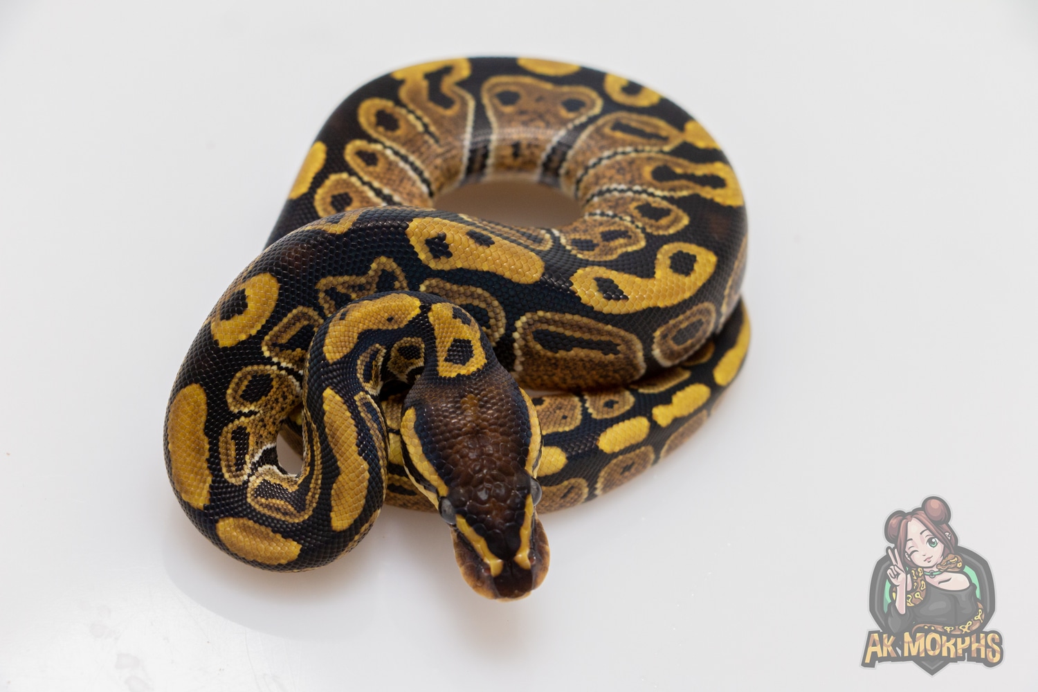 Normal Pos Trick Ball Python by AK Morphs - MorphMarket