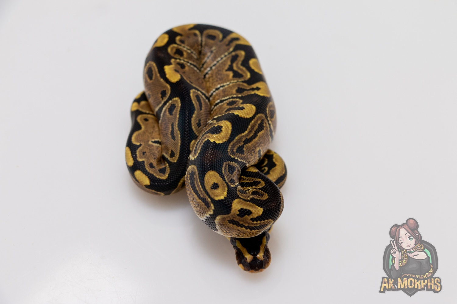 Trick Ball Python by AK Morphs - MorphMarket