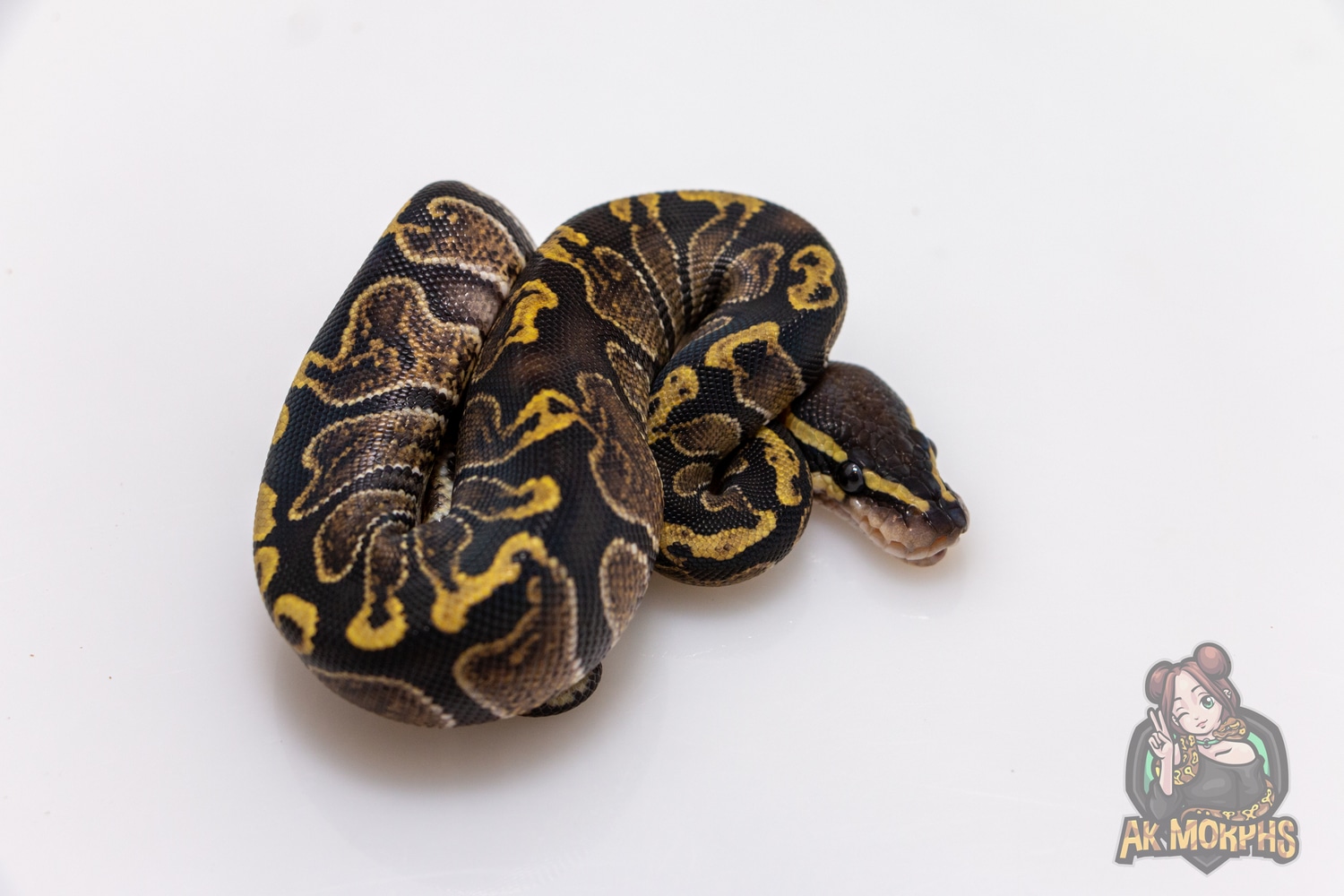 GHI Ball Python by AK Morphs - MorphMarket