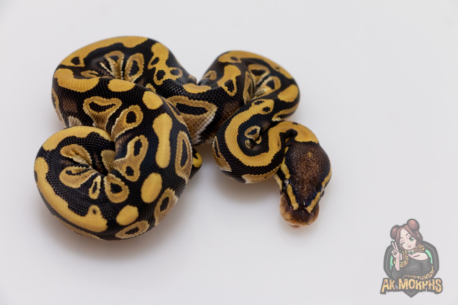 Phantom Striker Ball Python by AK Morphs - MorphMarket