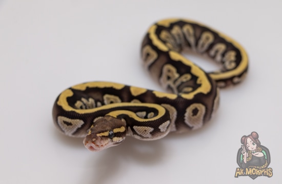 Mojave Nyala V/F Het Pied Ball Python by AK Morphs