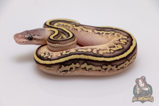 Mojave Nyala Pastel V/F Het Pied Ball Python by AK Morphs