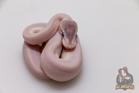 Super Mojave DH Hypo Pied Pos Nyala Ball Python by AK Morphs