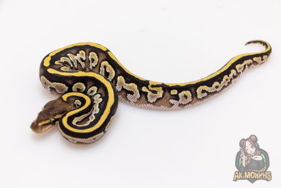 Mojave Nyala DH Hypo Pied Ball Python by AK Morphs