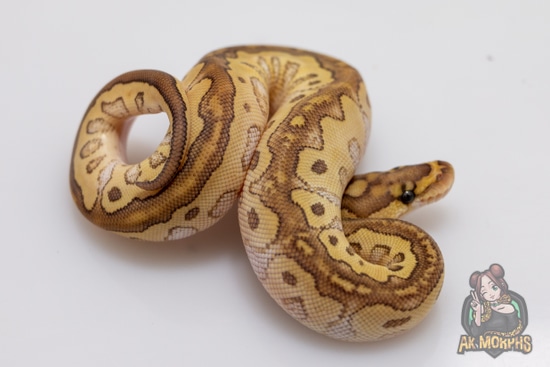 Butter Clown Ball Python by AK Morphs