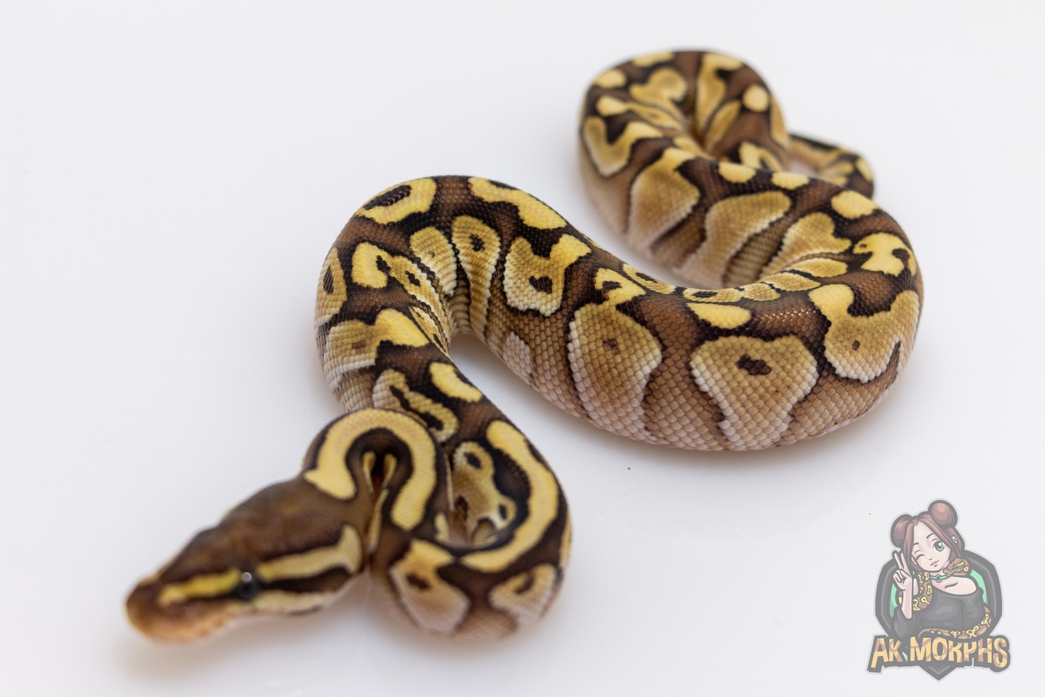 Butter Het Clown Ball Python by AK Morphs - MorphMarket