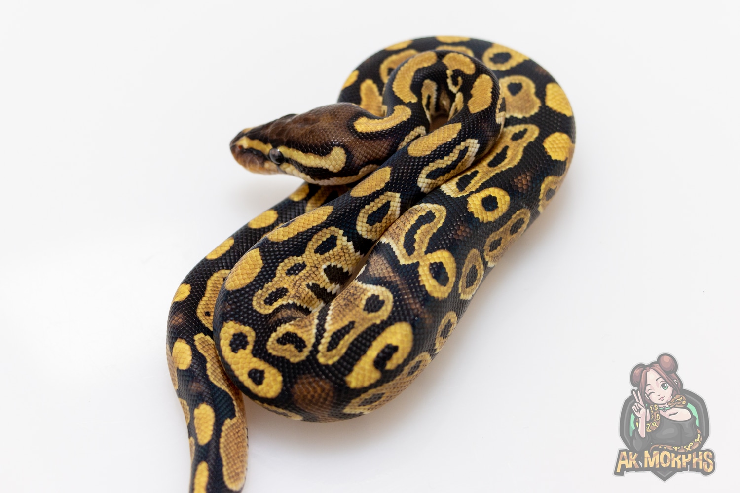 Het Clown Ball Python by AK Morphs - MorphMarket