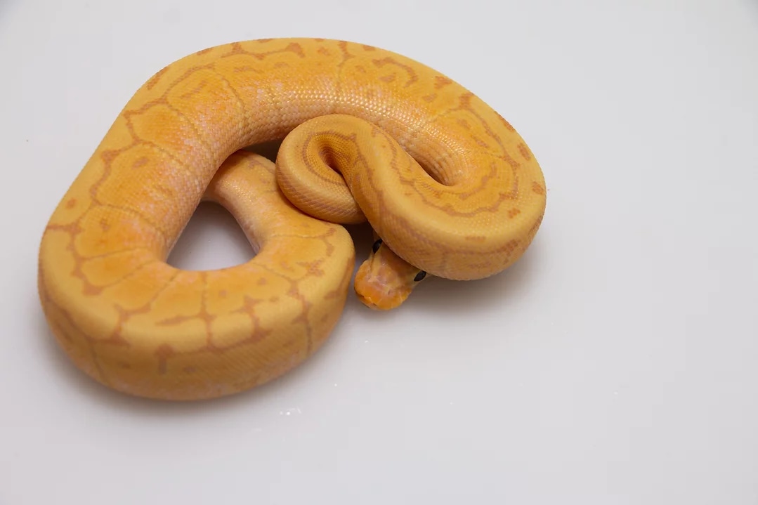 Mojave Pinstripe 50% Het Monsoon 100% Het Black Axanthic Ball Python by ...