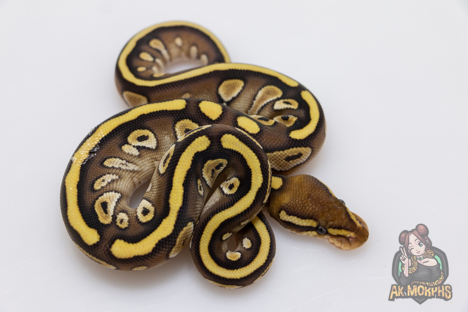 Nyala Butter Het Clown Ball Python by AK Morphs - MorphMarket