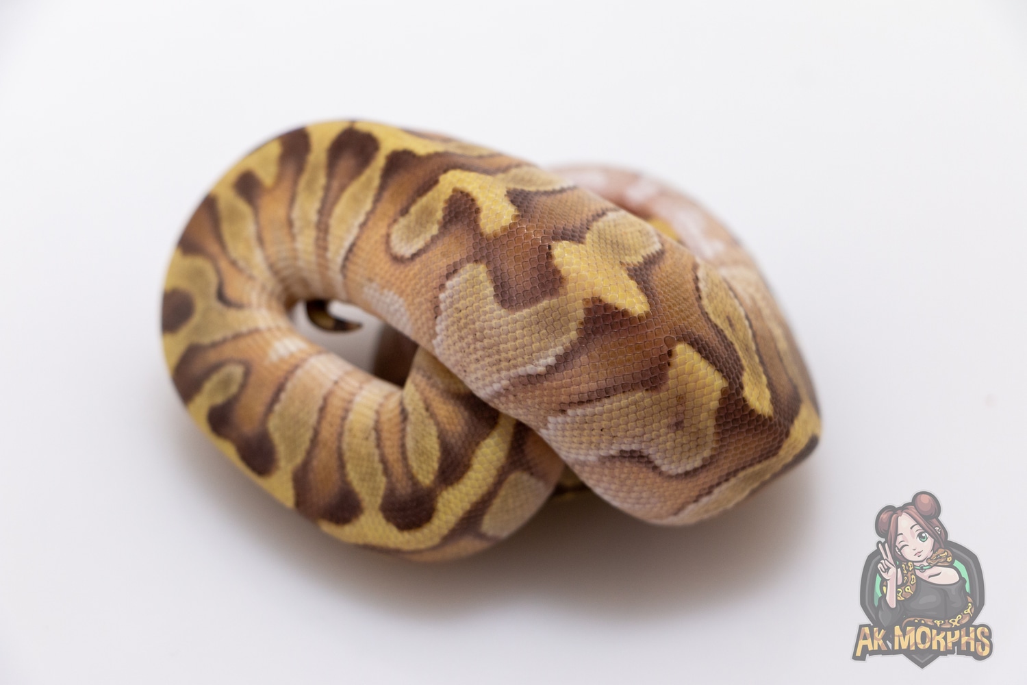 Mojave Orbit Enchi Ball Python by AK Morphs - MorphMarket