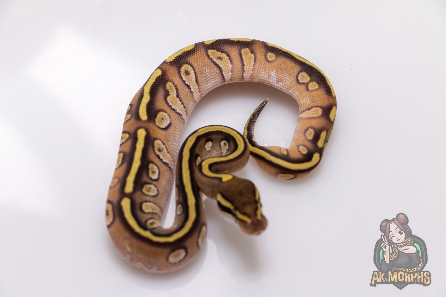 Mojave Orbit Ball Python by AK Morphs - MorphMarket