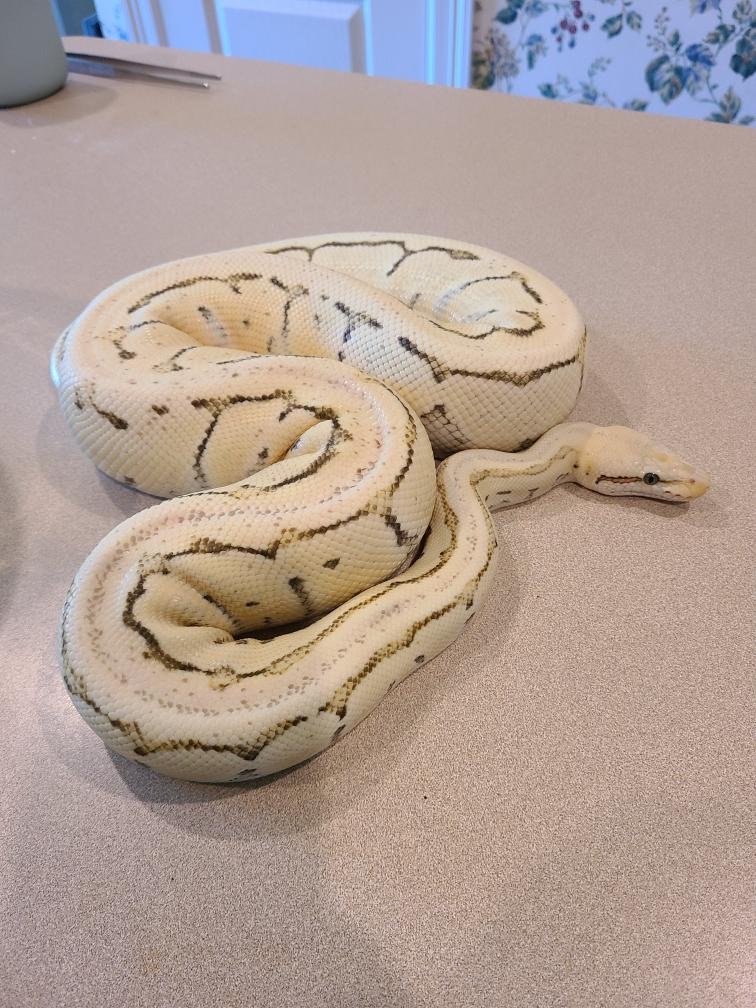 DG Pinstripe Firefly Ball Python by AK Morphs - MorphMarket