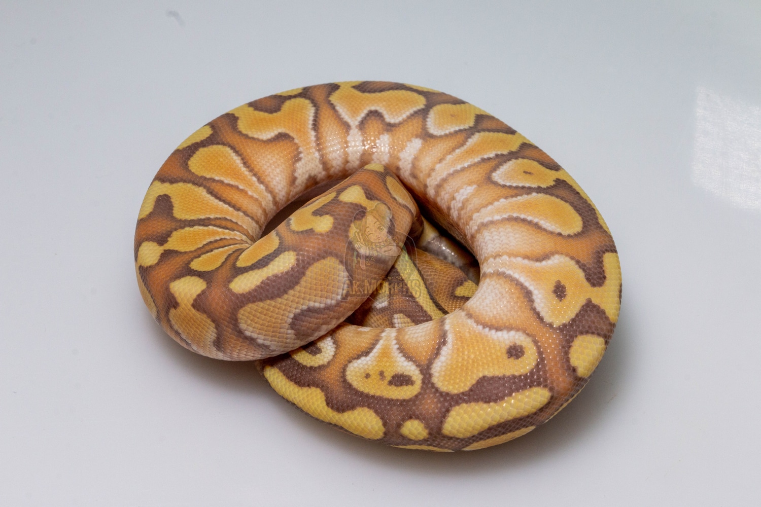 Nyala Banana Butter 66% Het Clown Ball Python by AK Morphs - MorphMarket