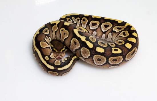 Nyala 66% Het Clown Ball Python by AK Morphs
