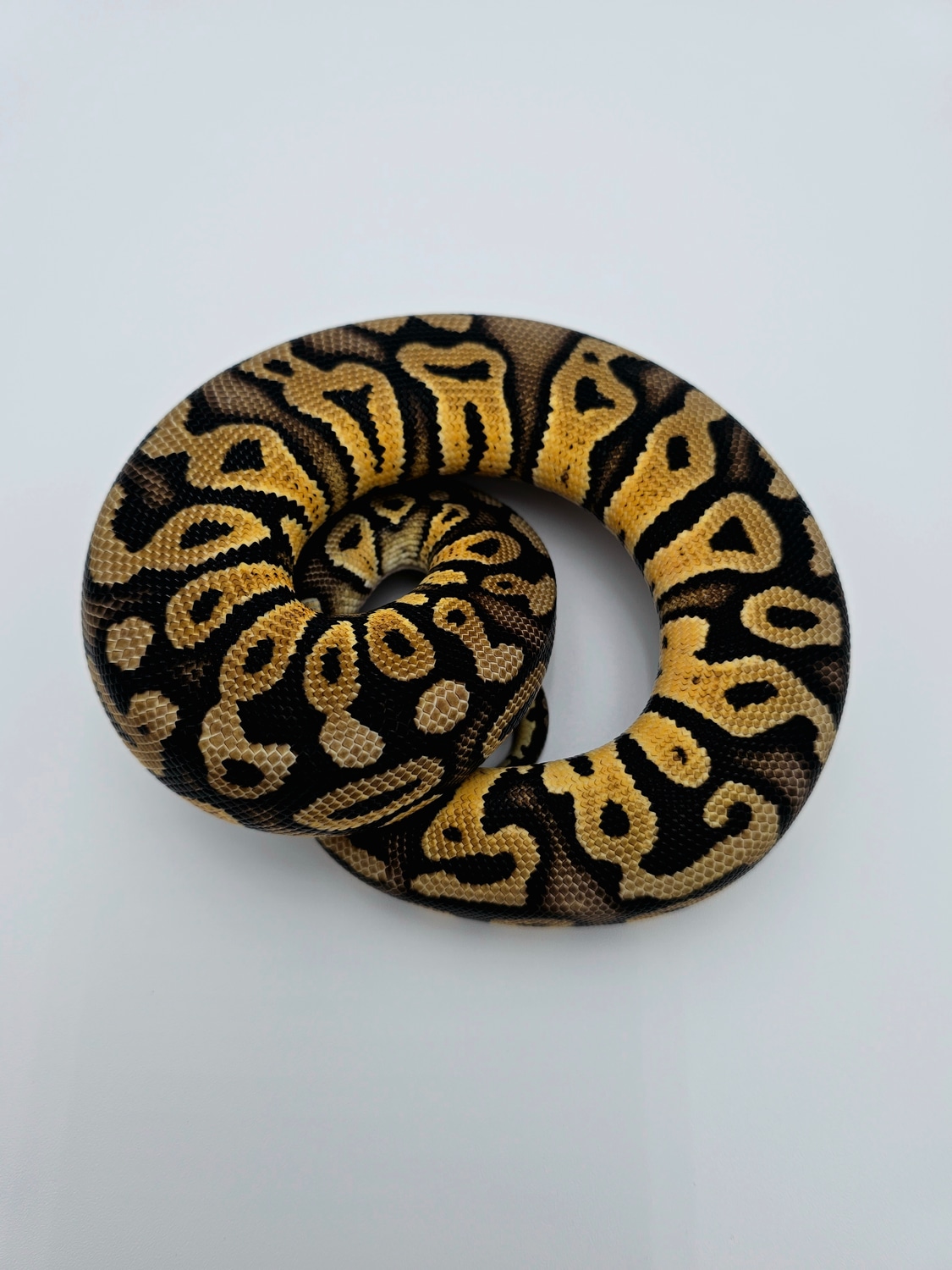 Nyala Pastel Het Clown Ball Python by AK Morphs - MorphMarket