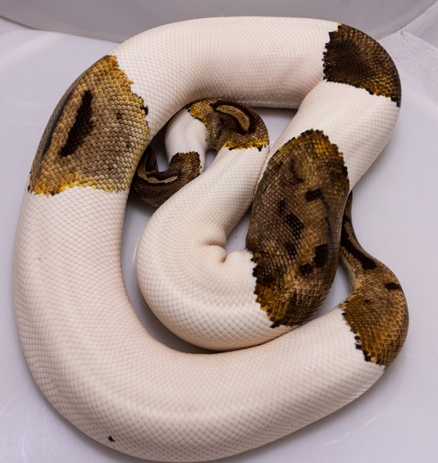 3k Gram Pastel Pied RTB Ball Python by AK Morphs - MorphMarket