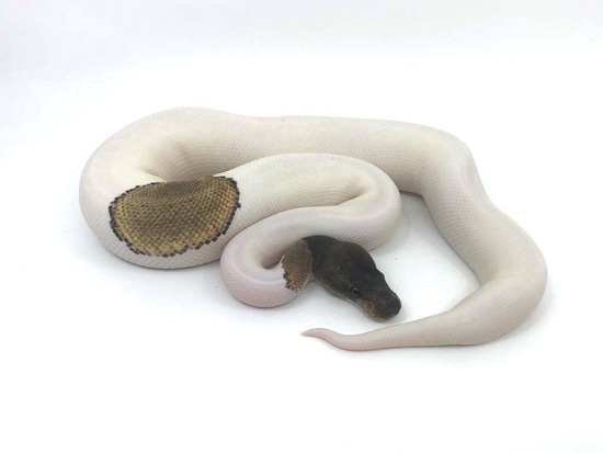 Mojave Nyala Pied Ball Python by AK Morphs