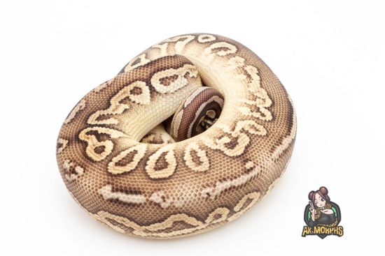 Black Pewter Ball Python by AK Morphs