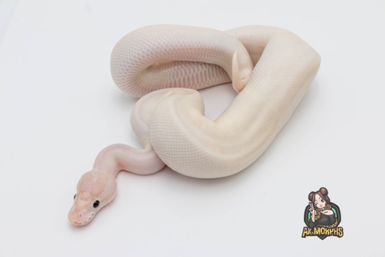 Banana Ivory Ball Python by AK Morphs
