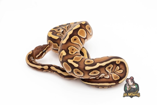 Nyala Ball Python by AK Morphs