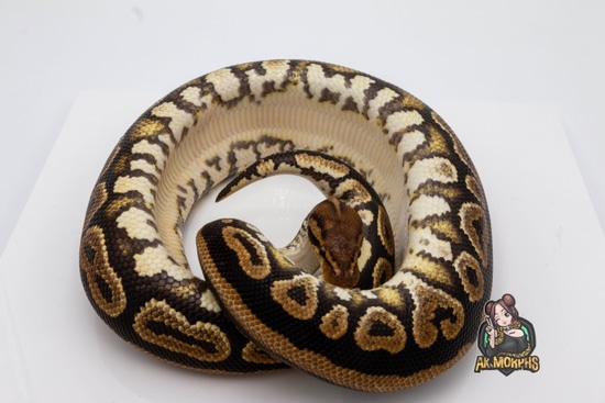 Spotnose Nyala Het Clown Pos Sugar Ball Python by AK Morphs