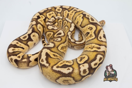 Sapphire GHI Firefly Ball Python by AK Morphs