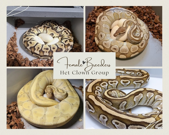 Female Het Clown Proven Breeder Package Ball Python by AK Morphs