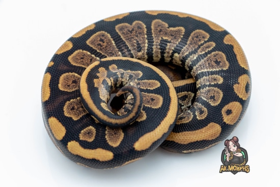 Nyala Twister Het Pied Ball Python by AK Morphs