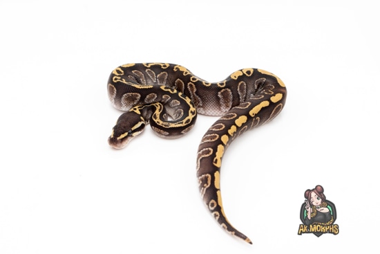 GHI Phantom Ball Python by AK Morphs