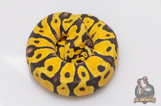 Pair - OD DH Puzzle Clown Pastel Ball Python by AK Morphs