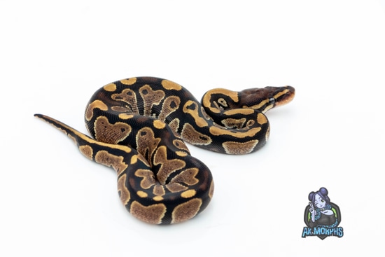 Nyala Het Pied Ball Python by AK Morphs