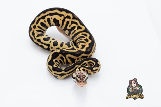 Killer DH DG Batman Ball Python by AK Morphs