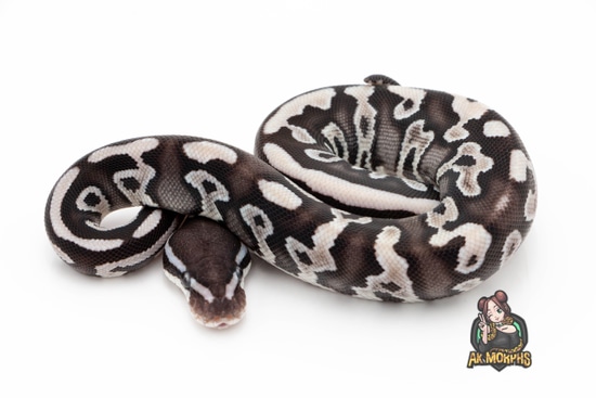Leopard Mojave TSK Axanthic Ball Python by AK Morphs