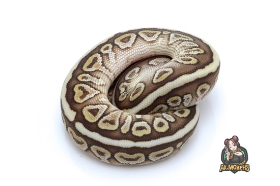 Nyala Spotnose Butter Het Clown Ball Python by AK Morphs