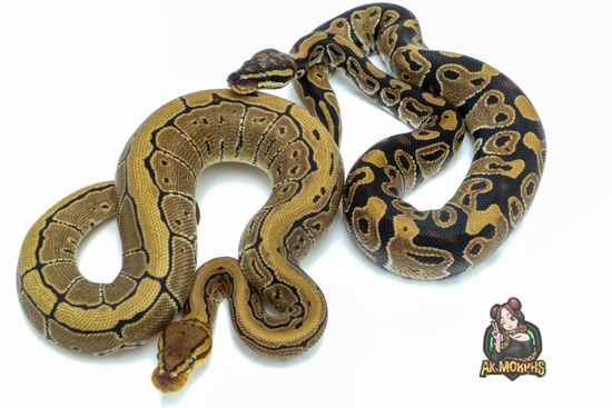 *PAIR* Striker Het VPI Axanthic Ball Python by AK Morphs