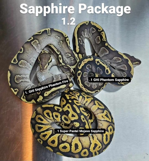 1.2 Sapphire Package Ball Python by AK Morphs