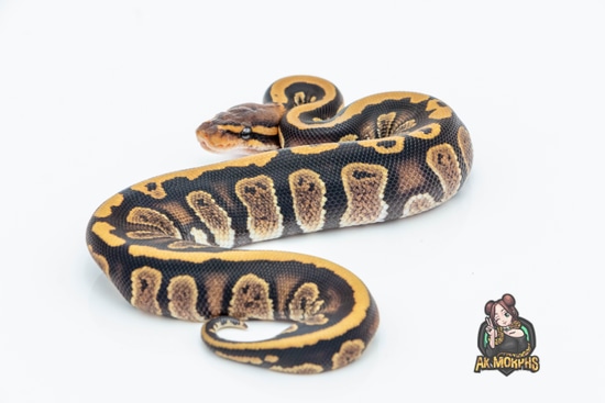 Nyala Twister Het Pied Ball Python by AK Morphs
