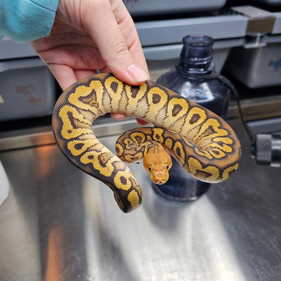 Nyala Spotnose Clown Ball Python by AK Morphs
