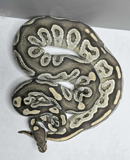 Mojave Ghost Ball Python by AK Morphs