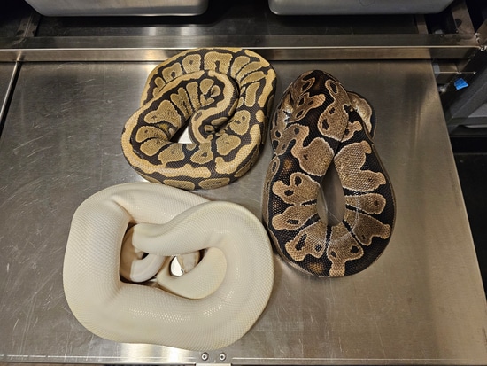 Female Puzzle Package Ball Python by AK Morphs