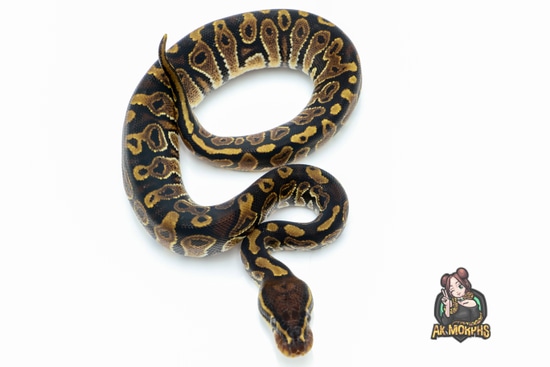 Mojave 66% DH Black Axanthic Monsoon Ball Python by AK Morphs