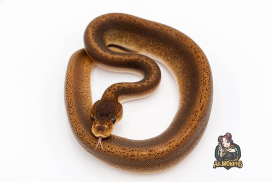 Pinstripe Monsoon Ball Python by AK Morphs