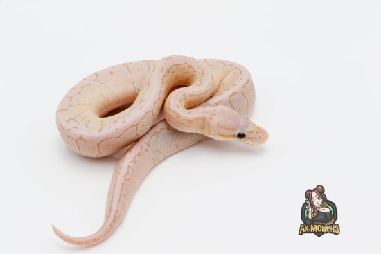 Banana Pinstripe Black Axanthic 66% Het Monsoon Ball Python by AK Morphs