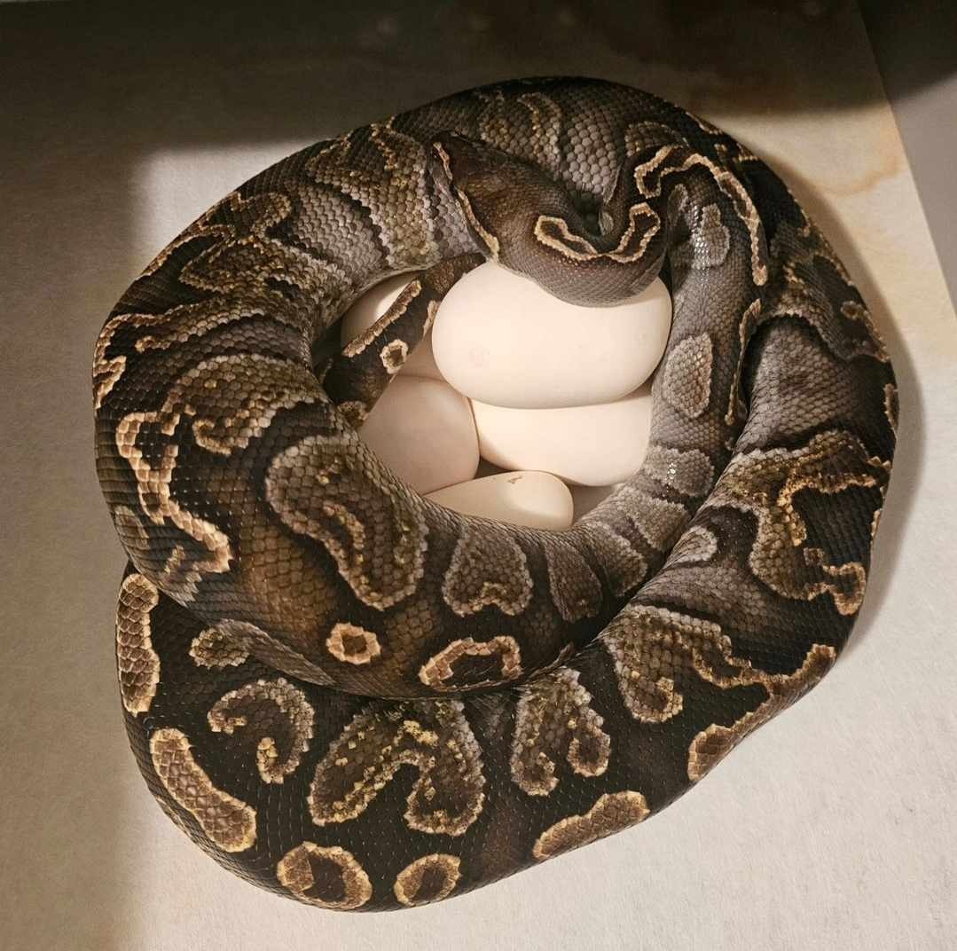 Ball Python Clutch: ZxS-07.11.24 by AK Morphs - MorphMarket