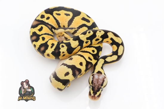 Firefly Hydra 66% Het Clown Ball Python by AK Morphs