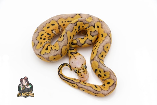 Hydra Pastel RS Clown Ball Python by AK Morphs