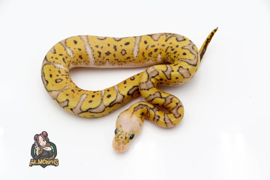 Hydra RS Firefly Clown Ball Python by AK Morphs