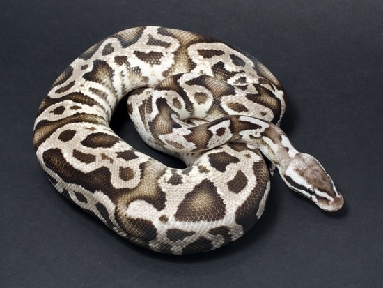 Leopard Firefly TSK Axanthic Ball Python by AK Morphs