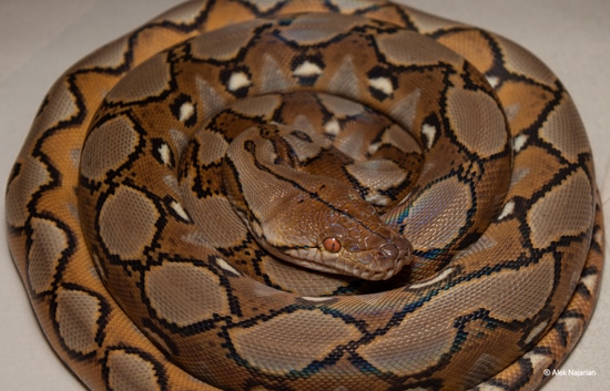 Sunfire Het Indo Carmel Reticulated Python by AlekNajarian’sReptiles