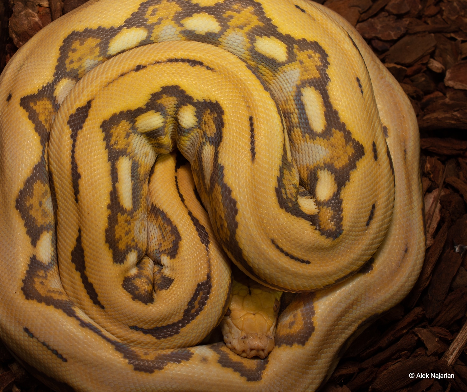 F2 Mochino Tiger Het Purple Reticulated Python by AlekNajarian ...